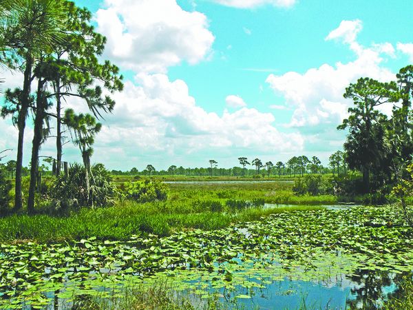 Visit the Babcock/Webb Wildlife Management Area - Cape Coral Breeze